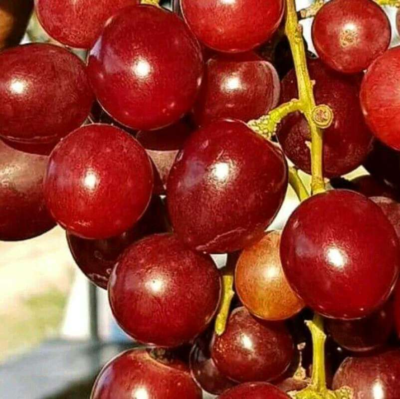 Jual Bibit Tanaman Buah Anggur Impor Ninel Buah Jumbo Manis Cepat ...