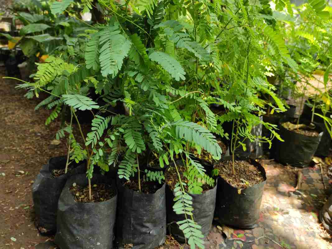 Jual Bibit Tanaman Saga Daun Saga Pohon Saga Untuk Radang Demam Dan ...
