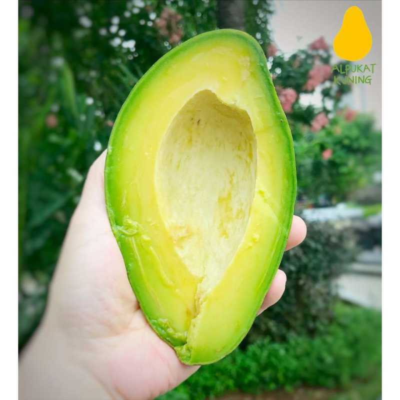 Jual ALPUKAT KUNING ALPUKAT MENTEGA 1 KG Halal di Seller Alpukat Kuning ...