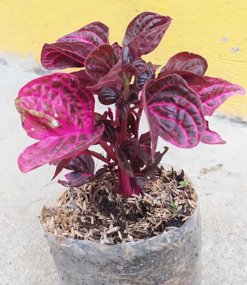 Terbaru 45 Bunga Miana Tanaman Hias - Gambar Lodi