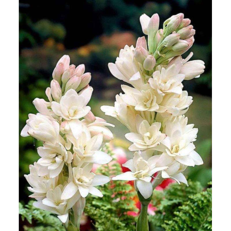 Sedap Malam Flower | Best Flower Site