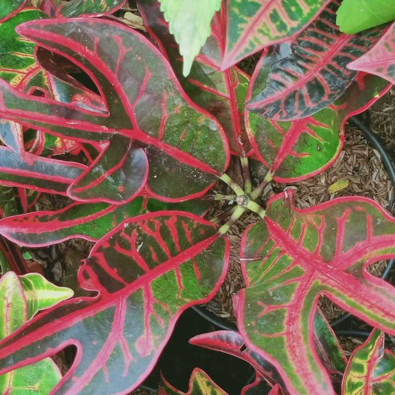 contoh bunga puring - Sophie Anderson