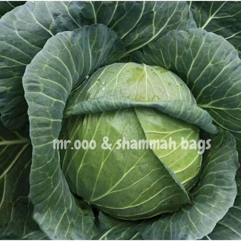Jual Benih Sayuran - Cabbage Golden Acre - 100 Benih - Import di Seller ...