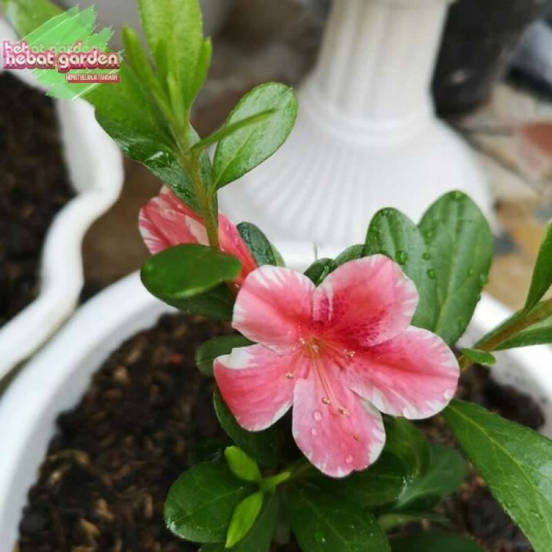 Jual Tanaman Azalea Original Murah - Harga Diskon April 2024 | Blibli.com