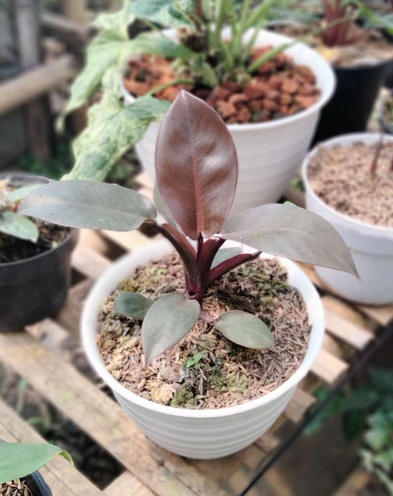 Jual Tanaman hias Philodendron Black Cardinal di Seller ALT - Cigugur ...