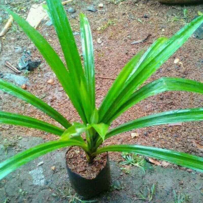Jual tanaman pandan wangi / tanaman daun pandan wangi / pohon pandan ...