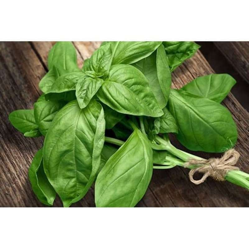 Jual Daun Basil hidroponik di Seller Hasilbumishop - Cawang, Kota ...