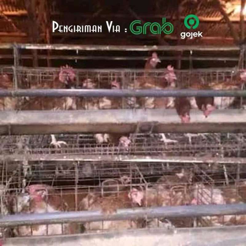 Promo AYAM MERAH AYAM PETELUR FRESH DIPOTONG LANGSUNG DARI KANDANG SAAT ...