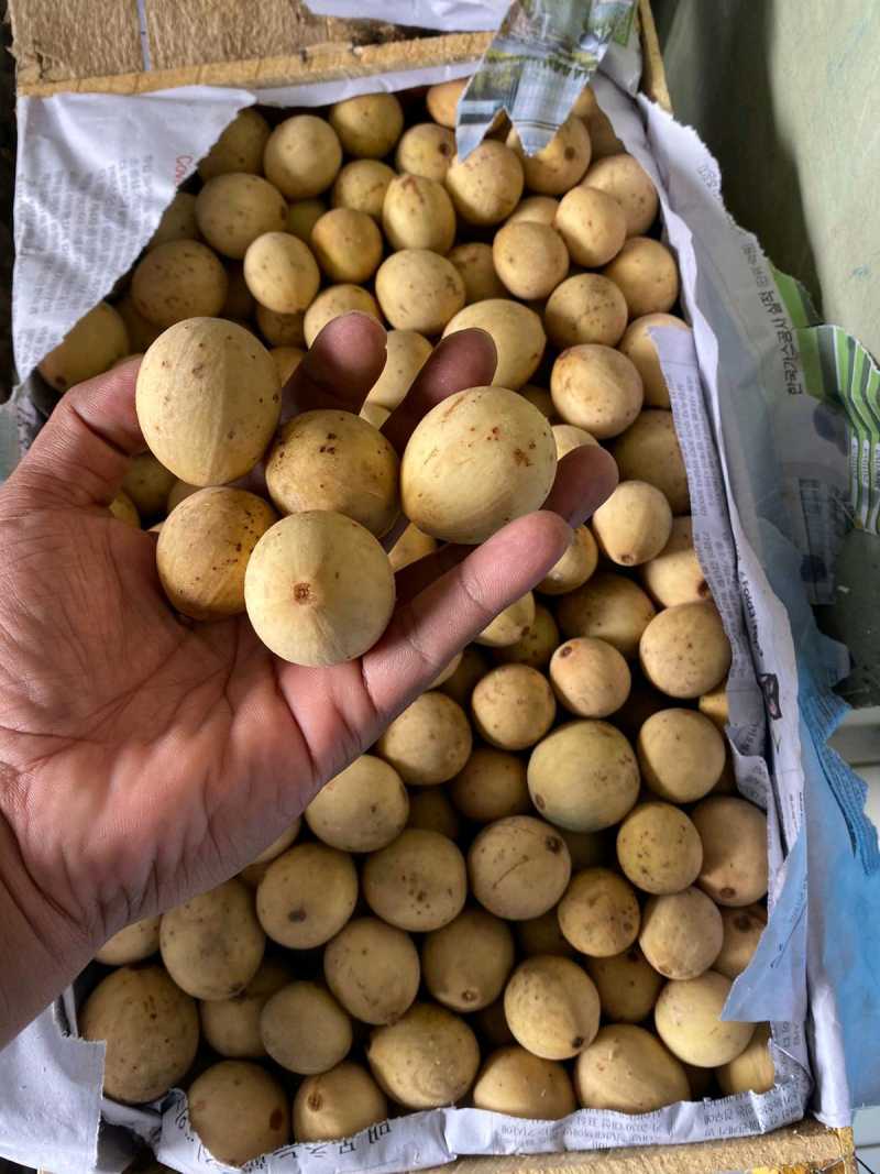Jual buah duku palembang manis 1 kg di Seller Aneka buah segar - Kramat ...