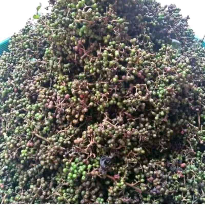 Jual Andaliman di Seller Faith Fresh - Sunggal, Kota Medan | Blibli