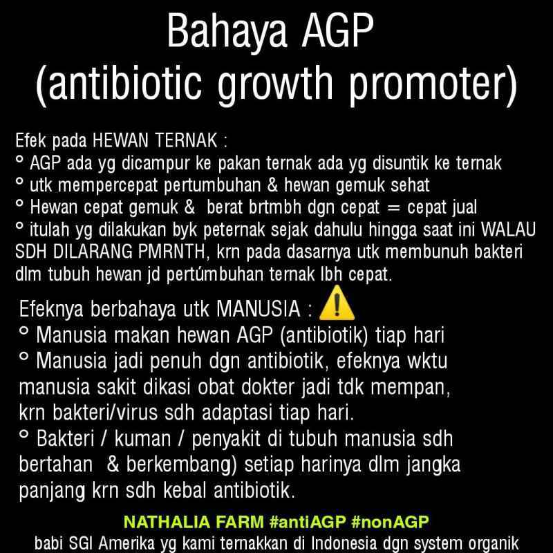 Jual Babi Organik 1 Kg Samcan Slab Pork Belly Organic Pork Daging Babi ...