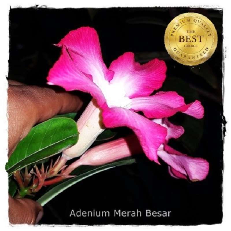 Jual Biji Adenium Merah Besar Asli Original Benih Kamboja Jepang Grosir ...