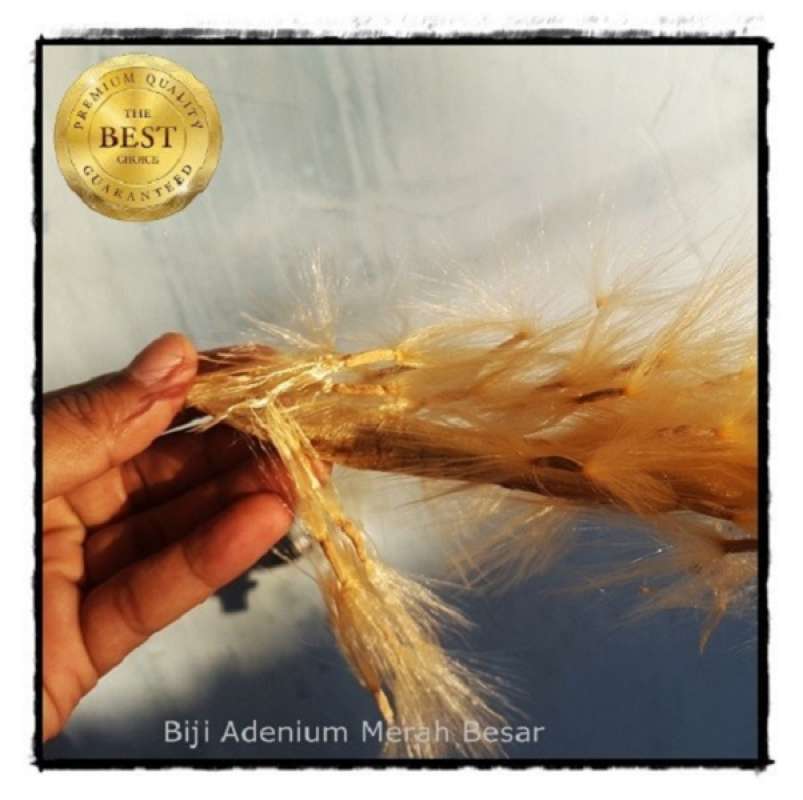 Jual Biji Adenium Merah Besar Asli Original Benih Kamboja Jepang Grosir ...