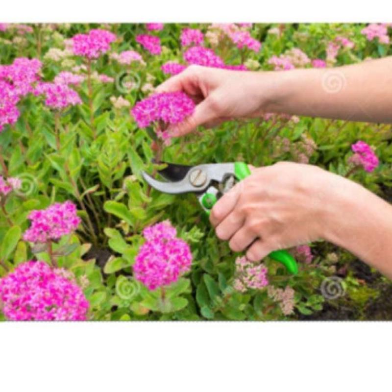 Jual Gunting Dahan Ranting Bunga Bengkok Alat Potong Pemotong Dahan ...