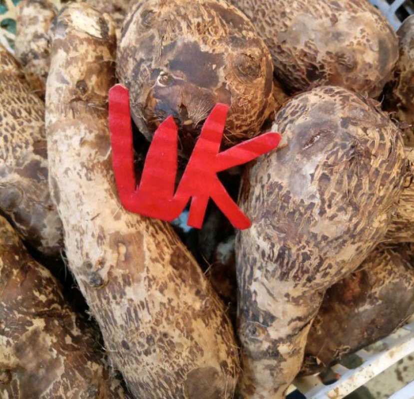 Jual Ubi Bete Talas Bitung 1 Kg di Seller WARONK KAWANUA - Cakung Timur ...