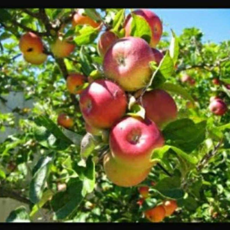 Jual Bibit Tanaman Buah Apel Ana Manalagi Malang - Harga Petani Di ...