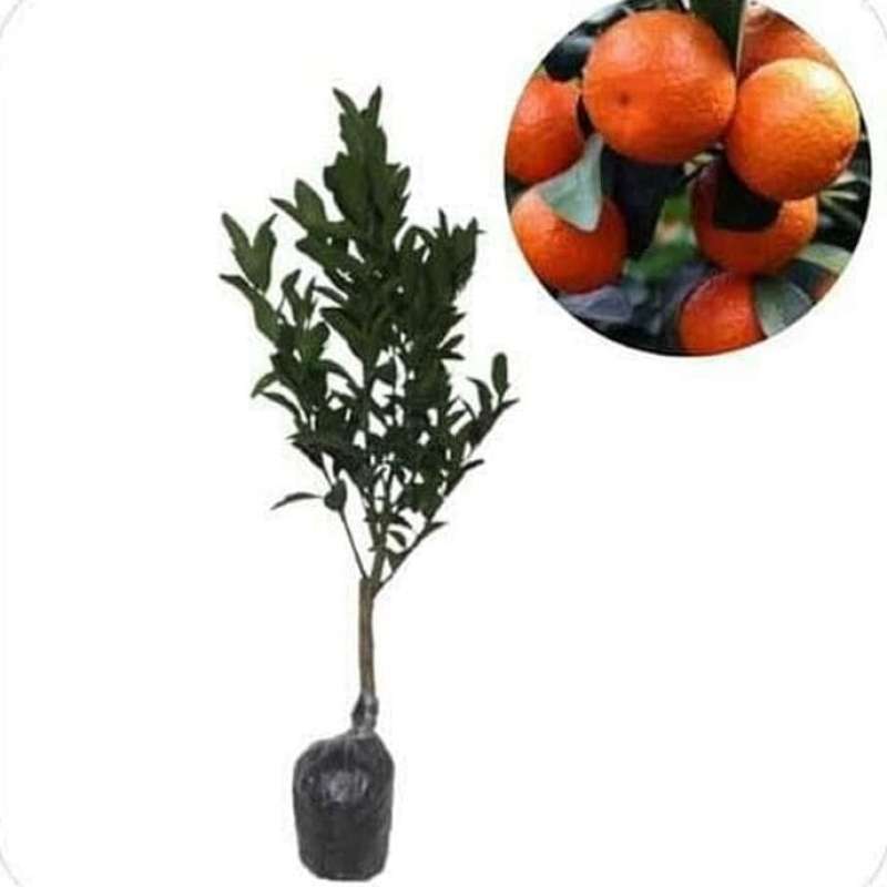 Jual Xna Bibit Tanaman Buah Jeruk Santang Madu di Seller agro tanaman ... Jual Xna Bibit Tanaman Buah Jeruk Santang Madu di Seller agro tanaman ...