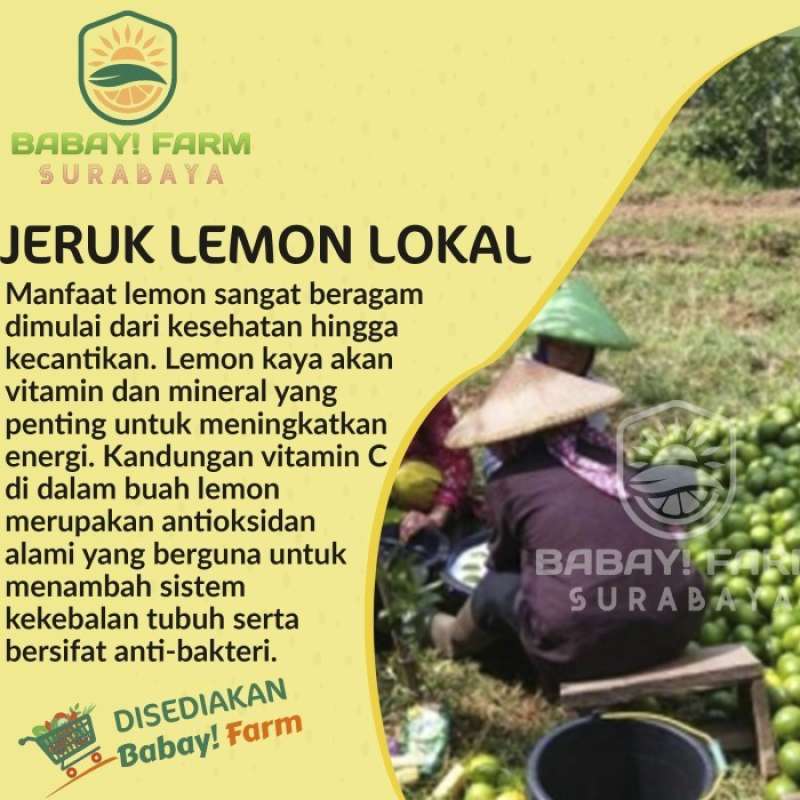 Promo Jeruk Lemon Lokal Segar 500 Gr Diskon 10% di Seller Babay! Farm ...
