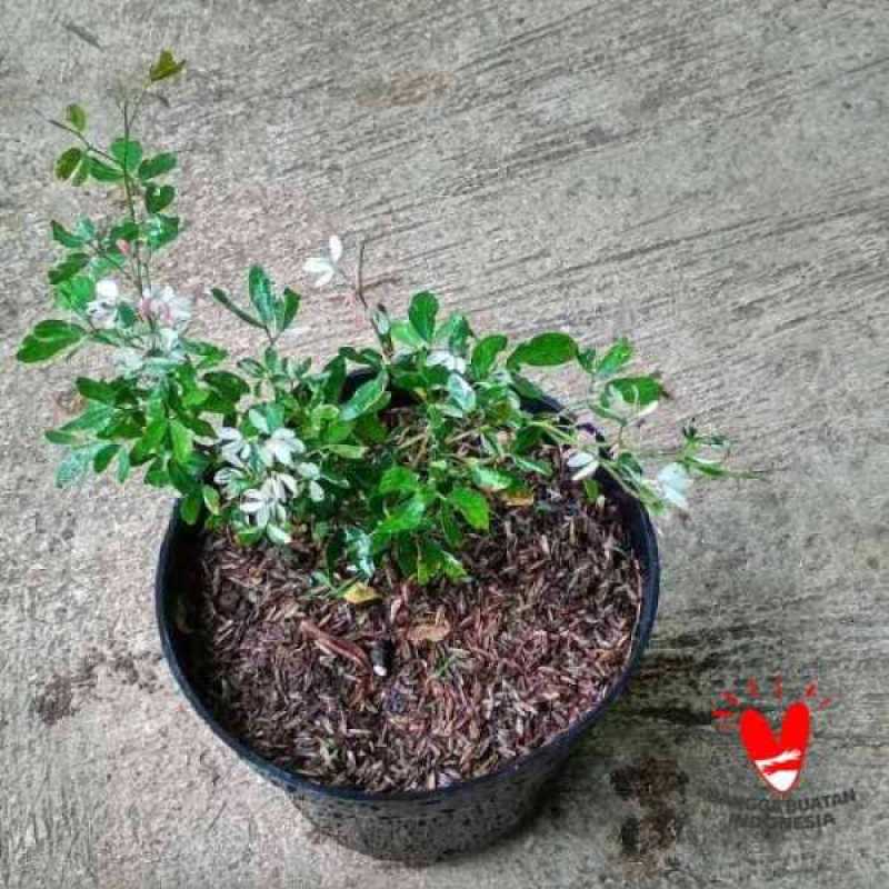 Jual Tanaman Hias Buah Asam Belanda - Asem Londo Bahan Bonsai di Seller ...