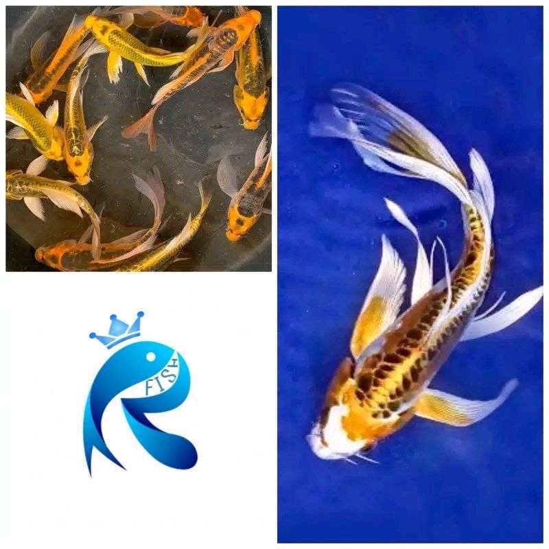 Ikan Koi Slayer