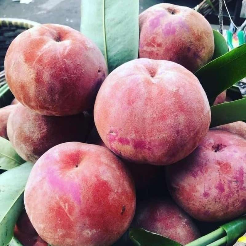 Jual Bibit Pohon Buah Bisbul Bisbull - Tanaman Mentega Unik Langka di ... Jual Bibit Pohon Buah Bisbul Bisbull - Tanaman Mentega Unik Langka di ...