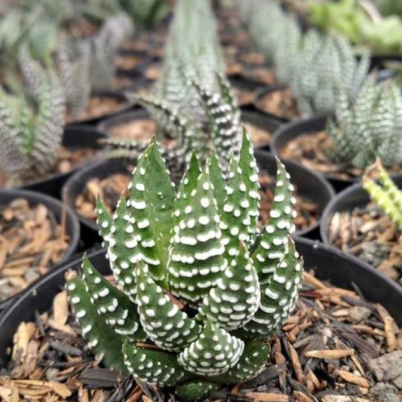 Jual tanaman sukuken haworthia papillosa perkutut di Seller faza bibit ...
