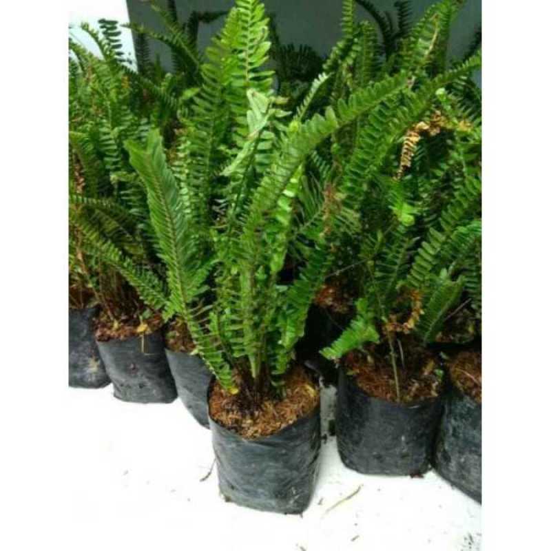 Jual Tanaman Pakis Boston Di Seller Green Leaf Plant - Sidomulyo, Kota ...