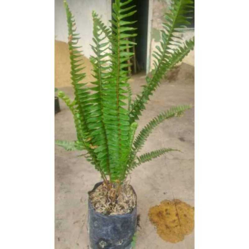 Jual Tanaman Pakis Boston Di Seller Green Leaf Plant - Sidomulyo, Kota ...