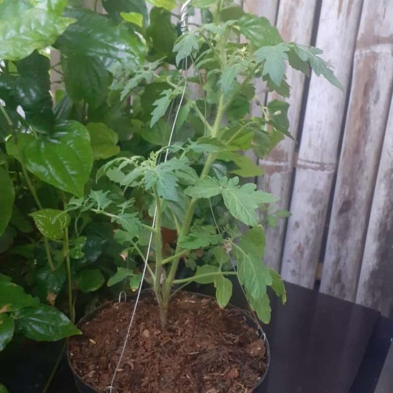 Jual Tanaman Buah Tomat Cherry dalam pot- tanaman buah tomat ceri di ... Jual Tanaman Buah Tomat Cherry dalam pot- tanaman buah tomat ceri di ...
