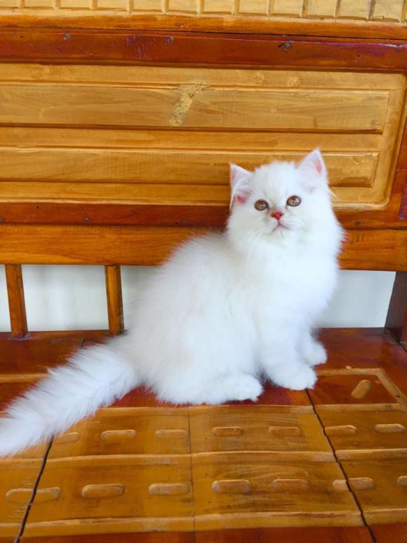 Kucing Persia Flat Nose