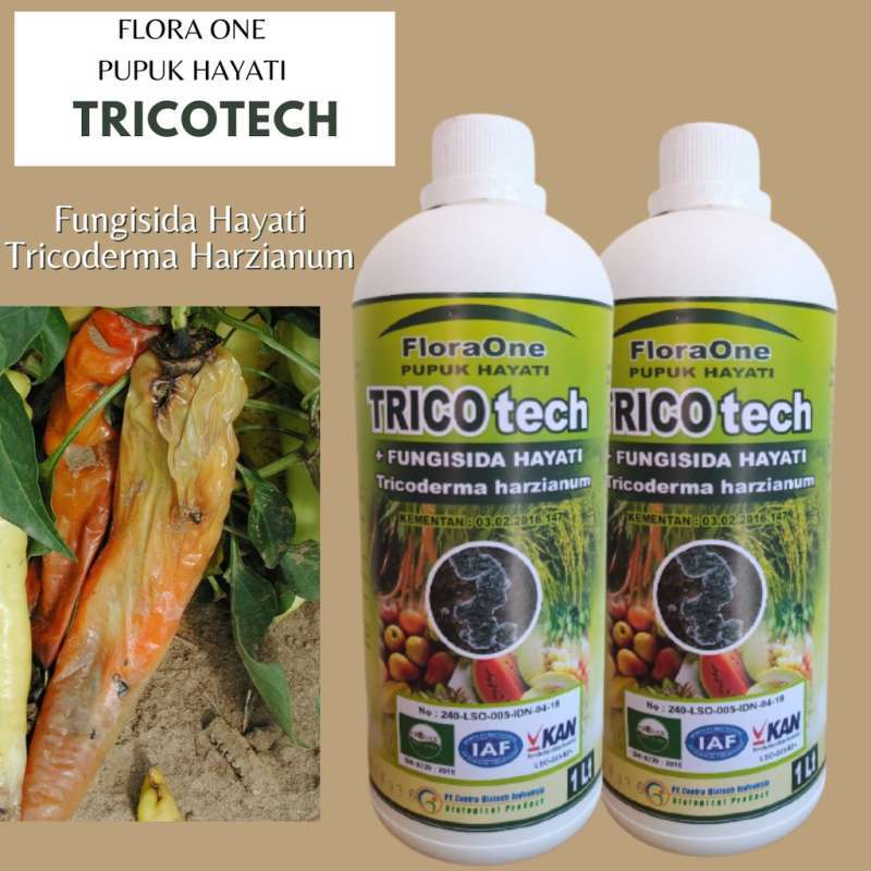 Jual Obat Layu Fusarium Pada Tanaman Cabe-tomat- Melon, Fungisida Hayati Tricotech Untuk Busuk ...