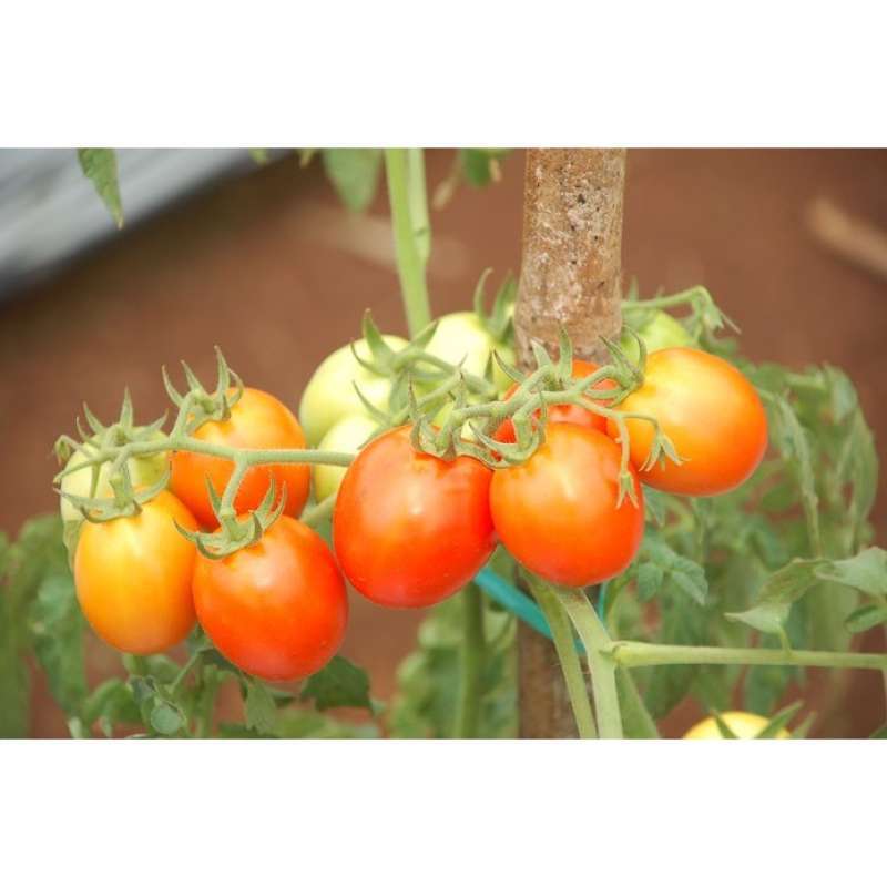 Jual Obat Layu Fusarium Pada Tanaman Cabe-tomat- Melon, Fungisida ...