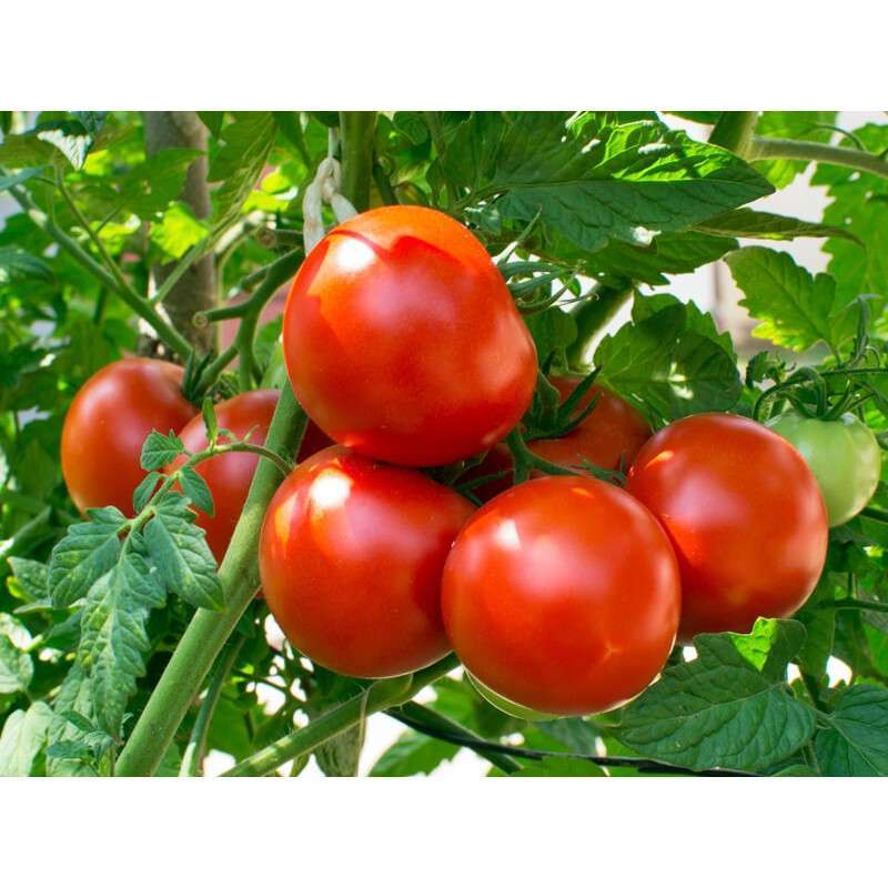 Jual Obat Layu Fusarium Pada Tanaman Cabe-tomat- Melon, Fungisida ...