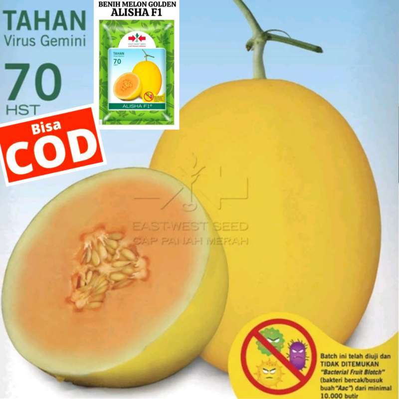 Promo BENIH MELON GOLDEN ALISHA F1, BIBIT MELON GOLDEN, MELON GOLDEN ... Promo BENIH MELON GOLDEN ALISHA F1, BIBIT MELON GOLDEN, MELON GOLDEN ...