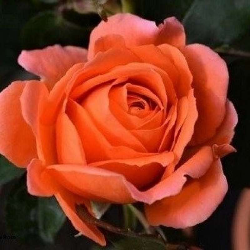 Jual Tanaman Hias Bibit Bunga Mawar Talitha / Pohon Mawar / Bunga Mawar ...