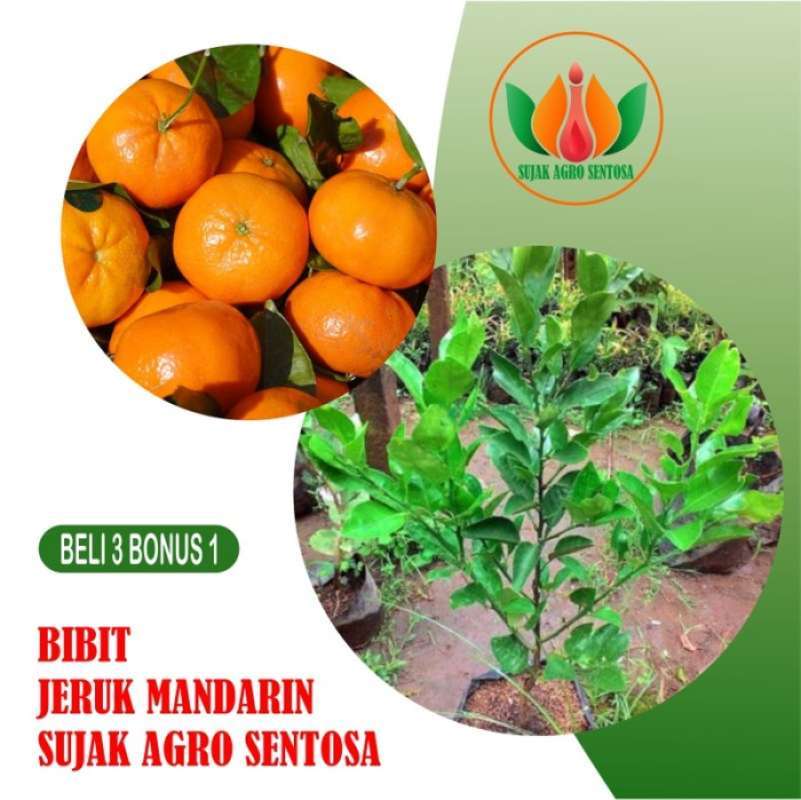 Pohon Jeruk Mandarin