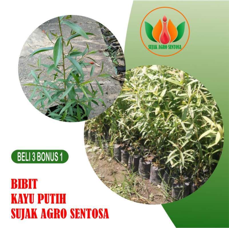 Jual Bibit Buah Tanaman Kayu Putih di Seller bibitanas05 - Kota Bandung ...