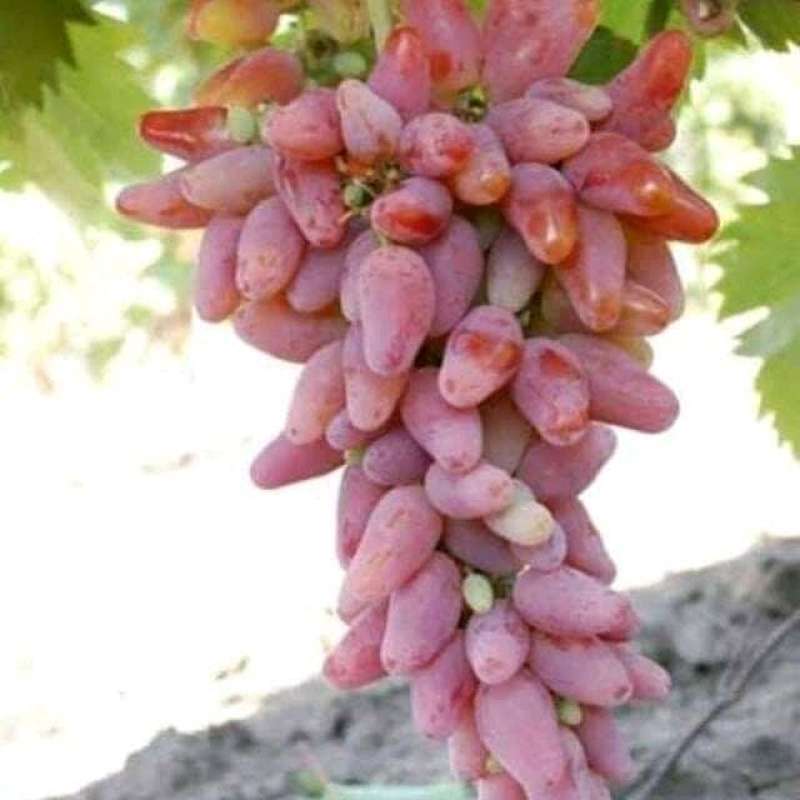 Promo bibit tanaman anggur import jenis DUBOVSKI PINK hasil grafting ...