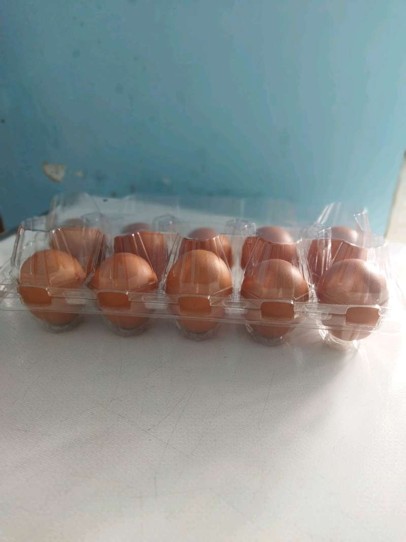 Jual Telur ayam negeri 10 pcs di Seller Syakura Frozen Grosir dan Ecer ...