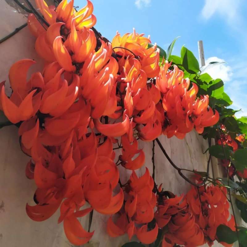 Jual flame of irian bunga merah api tinggi 2meter - tanaman rambat ...