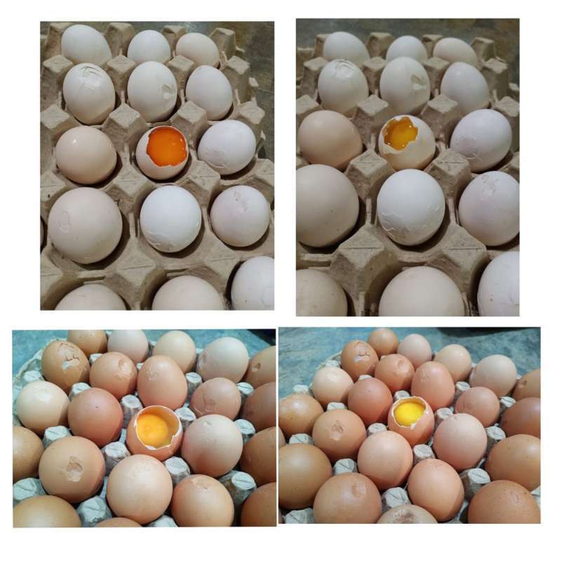 Jual TELUR AYAM OMEGA RETAK 1 KG di Seller SAJIRA FARM - Meruya Selatan ...