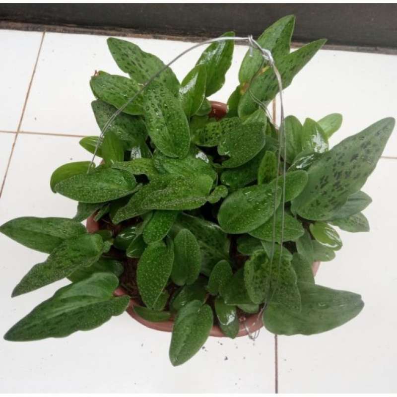 Jual Katak Hias 💯 Harga Murah & Kualitas Terbaik Juni 2026