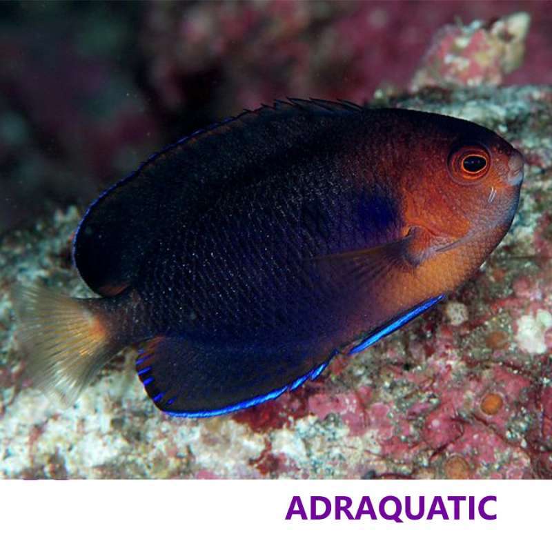 Jual Ikan Hias Air Laut Angel Ungu Angelfish Centropyge Flavicauda Di ...