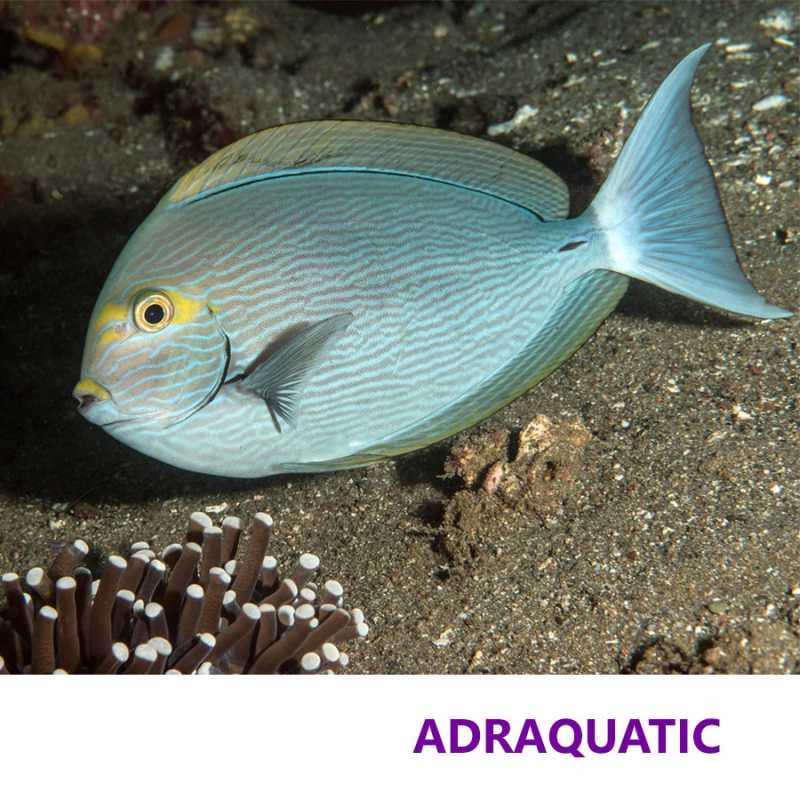 Jual IKAN HIAS AIR LAUT BOTANA LIRIS BIRU ACANTHURUS MATA TANG di ...