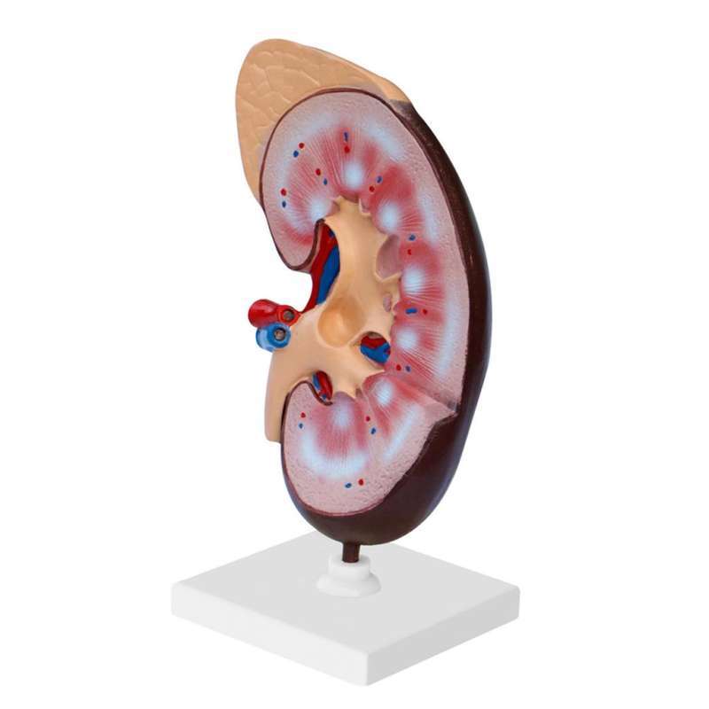 Jual Kidney Anatomical Anatomy Kidney Model Expansion Display Kidney ...