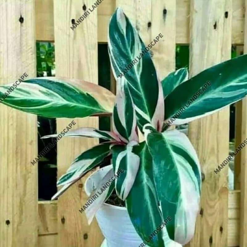 Jual Tanaman Hias Indoor Meranti Bali - Meranti Three Colour di Seller ...