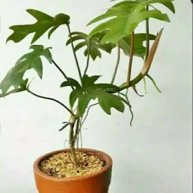 Jual Tanaman Hias Philodendron Mayoi Tanaman Indoor Merambat Pilo Di ...