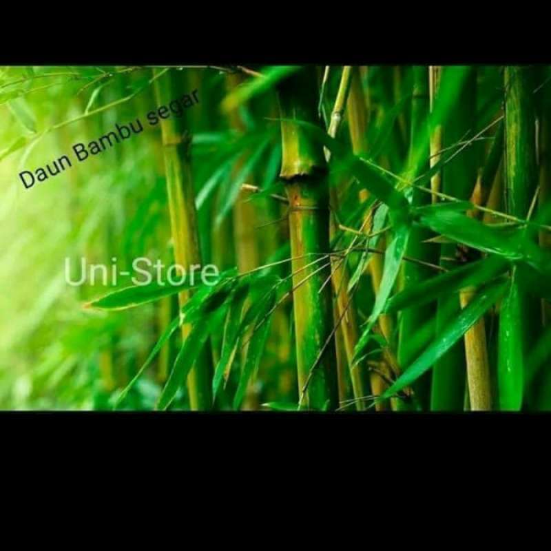 Promo Daun Bambu Bakcang Diskon 5% Di Seller Bumi Lestari Ind ...