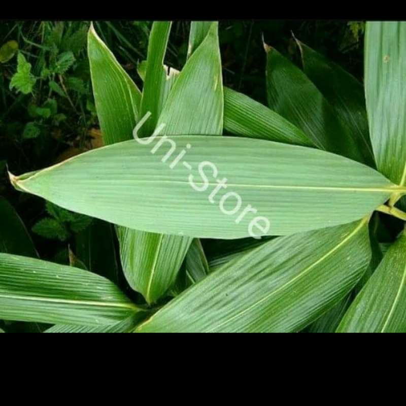 Promo Daun Bambu Bakcang Diskon 5% Di Seller Bumi Lestari Ind ...