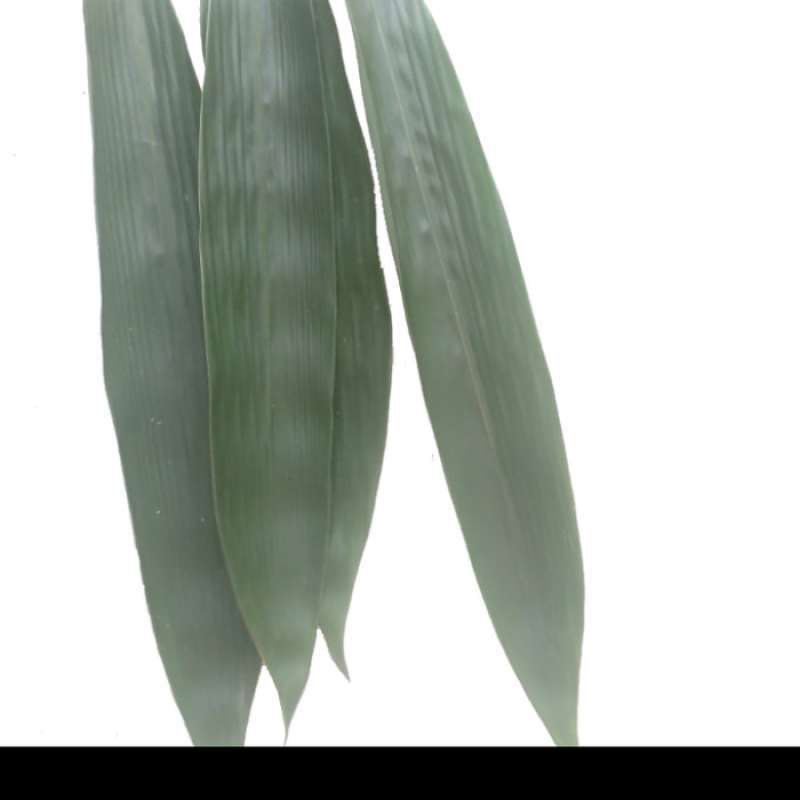 Promo Daun Bambu Bakcang Diskon 5% Di Seller Bumi Lestari Ind ...